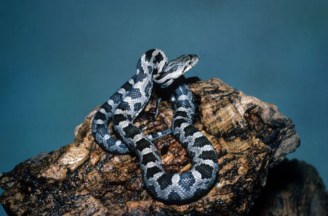 250 Rat snakes Stock Pictures, Editorial Images and Stock Photos ...