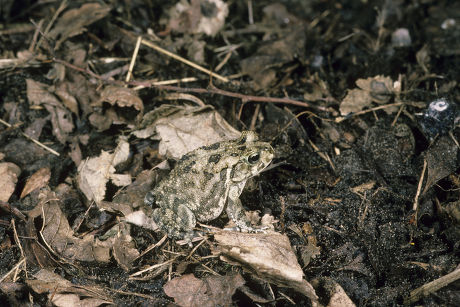 Panther Toad Bufo Regularis On Moist Editorial Stock Photo - Stock ...