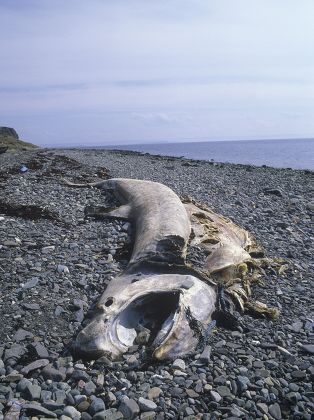 Basking Shark Cetorhinus Maximus Remains Shark Editorial Stock Photo ...