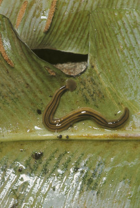 2 Octoculata Stock Pictures, Editorial Images and Stock Photos ...
