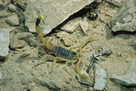 Deathstalker Palestine Yellow Scorpion Omdurman Scorpion Editorial ...