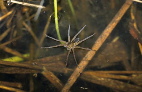 Great Raft Spider Fen Raft Spider Editorial Stock Photo - Stock Image ...