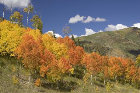 87 Common aspen Stock Pictures, Editorial Images and Stock Photos ...