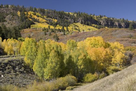 87 Common aspen Stock Pictures, Editorial Images and Stock Photos ...