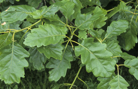 Hybrid Oak Quercus X Rosacea Leaves Editorial Stock Photo - Stock Image ...