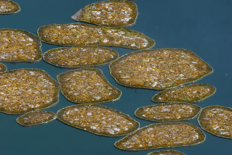 Hot Springs Bacterial Matts Growing On Editorial Stock Photo - Stock ...