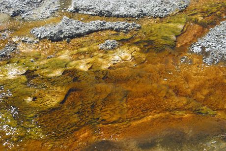 Hot Spring Algae Microbial Grows Thermal Editorial Stock Photo - Stock ...