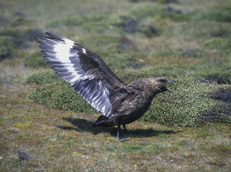 1,000 Antarctic birds Stock Pictures, Editorial Images and Stock Photos ...