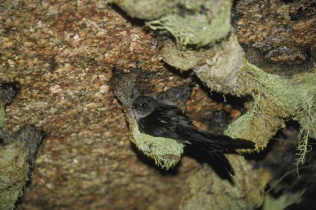 Seychelles Cave Swiftlet Collocalia Francica Elaphra Editorial Stock ...