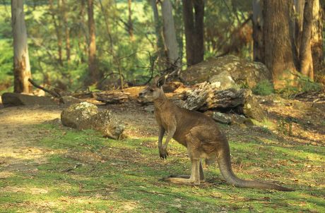 250 Macropod Stock Pictures, Editorial Images and Stock Photos ...