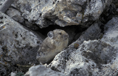 29 American pikas Stock Pictures, Editorial Images and Stock Photos ...