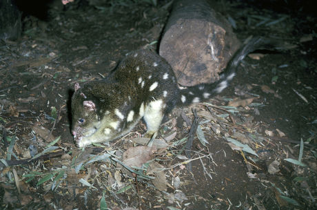 250 Spotted tail Stock Pictures, Editorial Images and Stock Photos ...