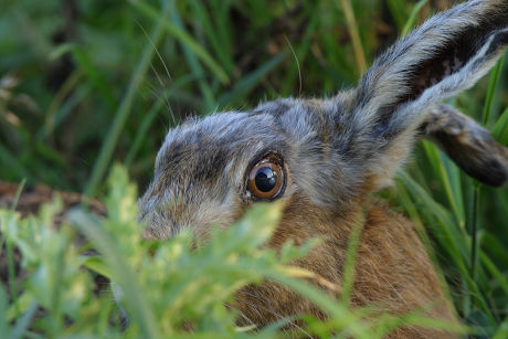 2,000 Lagomorphs Stock Pictures, Editorial Images and Stock Photos ...