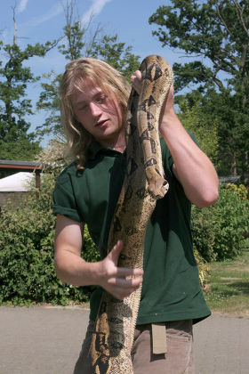 Burmese Python Being Introduced Public During Editorial Stock Photo ...
