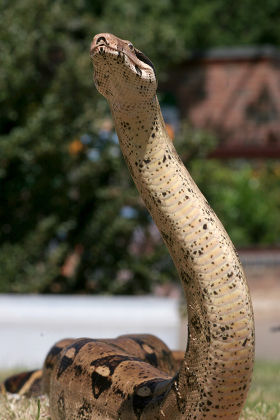 Common Boa Constrictor Editorial Stock Photo - Stock Image | Shutterstock
