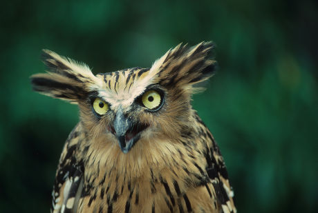 Malaysian Fish Owl Ketupa Ketupa Portrait Editorial Stock Photo - Stock ...