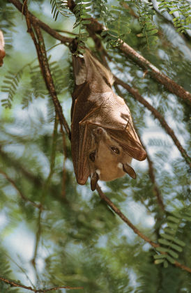 Peters Epauletted Fruit Bat Epomophorus Crypturus Editorial Stock Photo ...