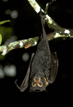 Spectacled Flying Fox Spectacled Fruit Bat Editorial Stock Photo ...