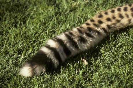 750 Cat tail Stock Pictures, Editorial Images and Stock Photos ...