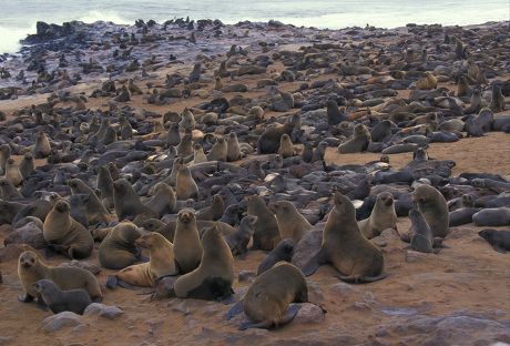 500 Eared seals Stock Pictures, Editorial Images and Stock Photos ...