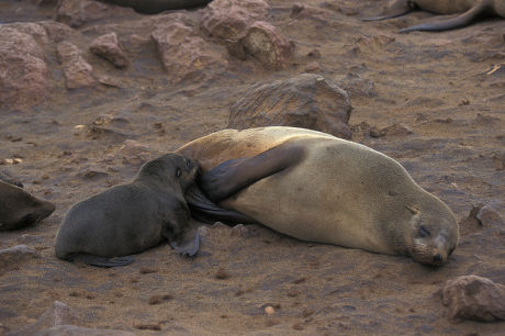 500 Eared seals Stock Pictures, Editorial Images and Stock Photos ...