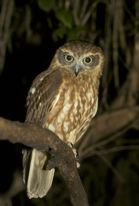 Southern Boobook Owl Ninox Boobook Adult Editorial Stock Photo - Stock ...