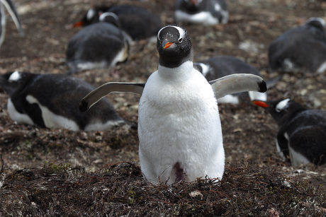 Gentoo Penguin Pygoscelis Papua Showing Brood Editorial Stock Photo ...