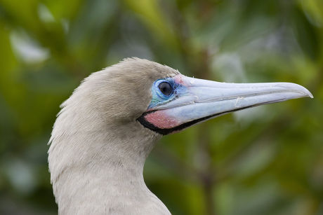 500 Booby birds Stock Pictures, Editorial Images and Stock Photos ...