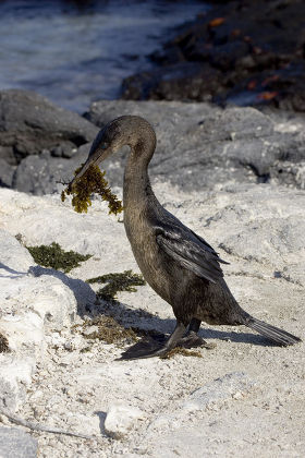 Flightless Cormorant Galapagos Cormorant Phalacrocorax Harrisi ...