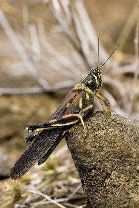Large Painted Locust Schistocerca Melanocera Islands Editorial Stock ...