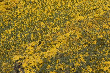 Gorse Ulex Europea Flowering Falkland Islands Editorial Stock Photo ...