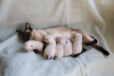 Female Siamese Cat 2 Week Old Editorial Stock Photo - Stock Image ...