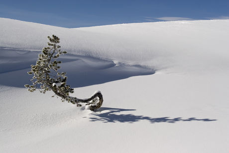 Bent Pine Tree By Snow Drift Editorial Stock Photo - Stock Image ...