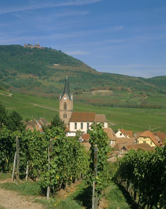 View Vineyards Haut Koenigsbourg Castle Rodern Editorial Stock Photo ...