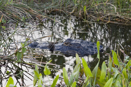 26 Alligator swamps Stock Pictures, Editorial Images and Stock Photos ...