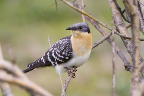 Great Spotted Cuckoo Clamator Glandarius Extremadura Editorial Stock ...