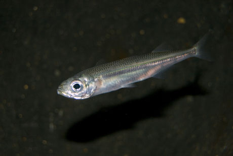 Sand Smelt Atherina Presbyter Editorial Stock Photo - Stock Image ...