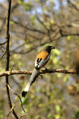 17 Treepies Stock Pictures, Editorial Images and Stock Photos ...
