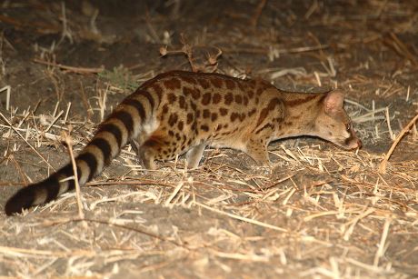 Cape Genet Blotched Genet Largespotted Genet Editorial Stock Photo ...