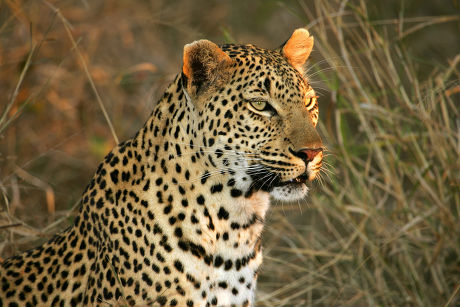 500 African leopards Stock Pictures, Editorial Images and Stock Photos ...