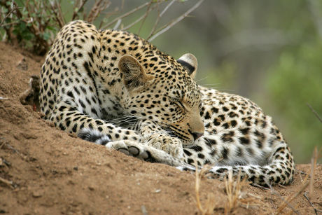 500 African leopards Stock Pictures, Editorial Images and Stock Photos ...