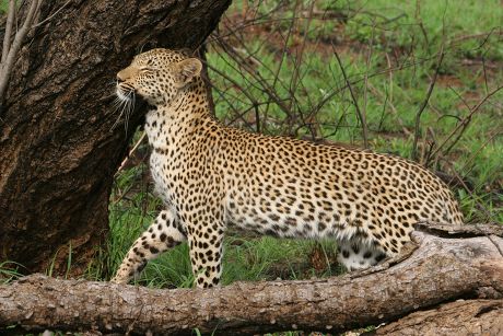 500 African leopards Stock Pictures, Editorial Images and Stock Photos ...