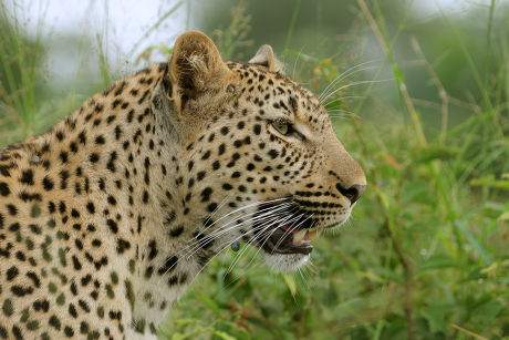 500 African leopards Stock Pictures, Editorial Images and Stock Photos ...