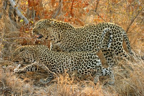 500 African leopards Stock Pictures, Editorial Images and Stock Photos ...