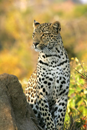 500 African leopards Stock Pictures, Editorial Images and Stock Photos ...