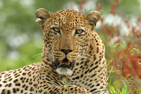 500 African leopards Stock Pictures, Editorial Images and Stock Photos ...
