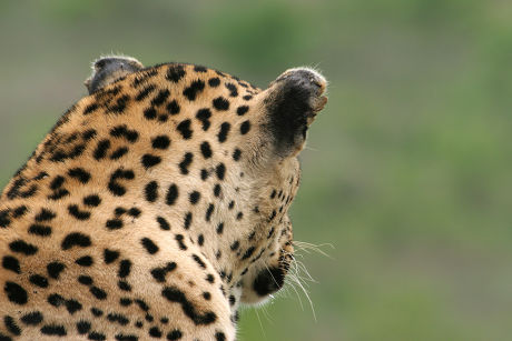 500 African leopards Stock Pictures, Editorial Images and Stock Photos ...