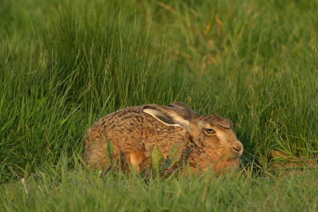 2,000 Lagomorphs Stock Pictures, Editorial Images and Stock Photos ...