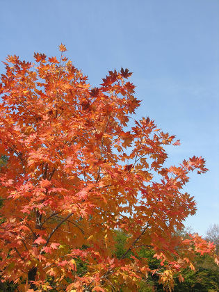 250 Aceraceae Stock Pictures, Editorial Images and Stock Photos ...