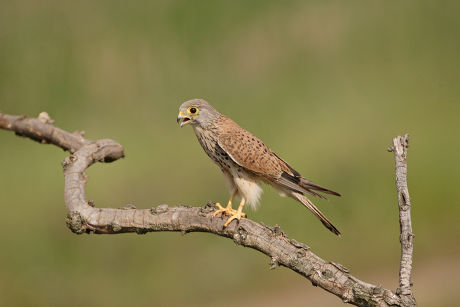 31 Forest falcons Stock Pictures, Editorial Images and Stock Photos ...